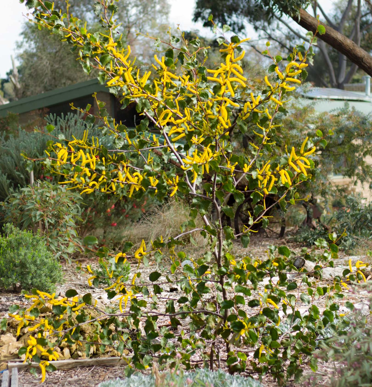 Newsletter 3, 2017 – APS Mornington Peninsula